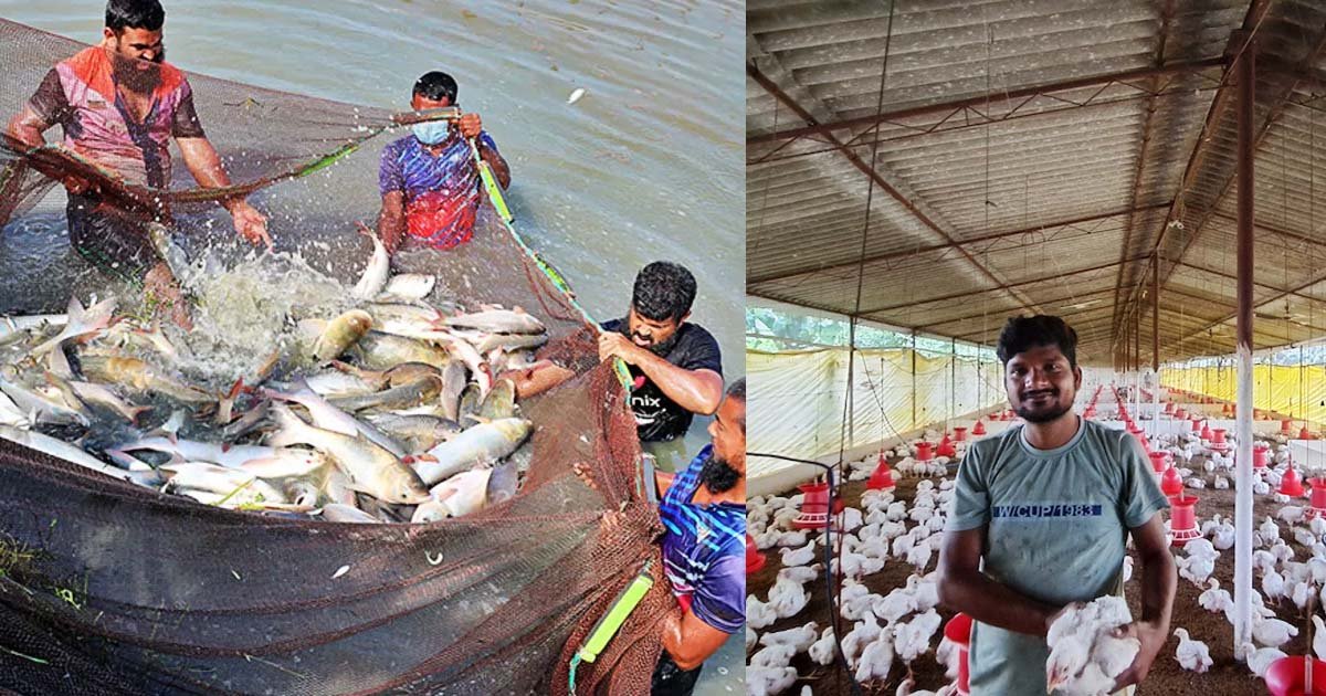 Fish and poultry farmers lead DFS adoption among farmers in Bangladesh ...