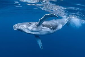 A 20-Minute Chat with a Whale: The Future of Communication - Press Xpress